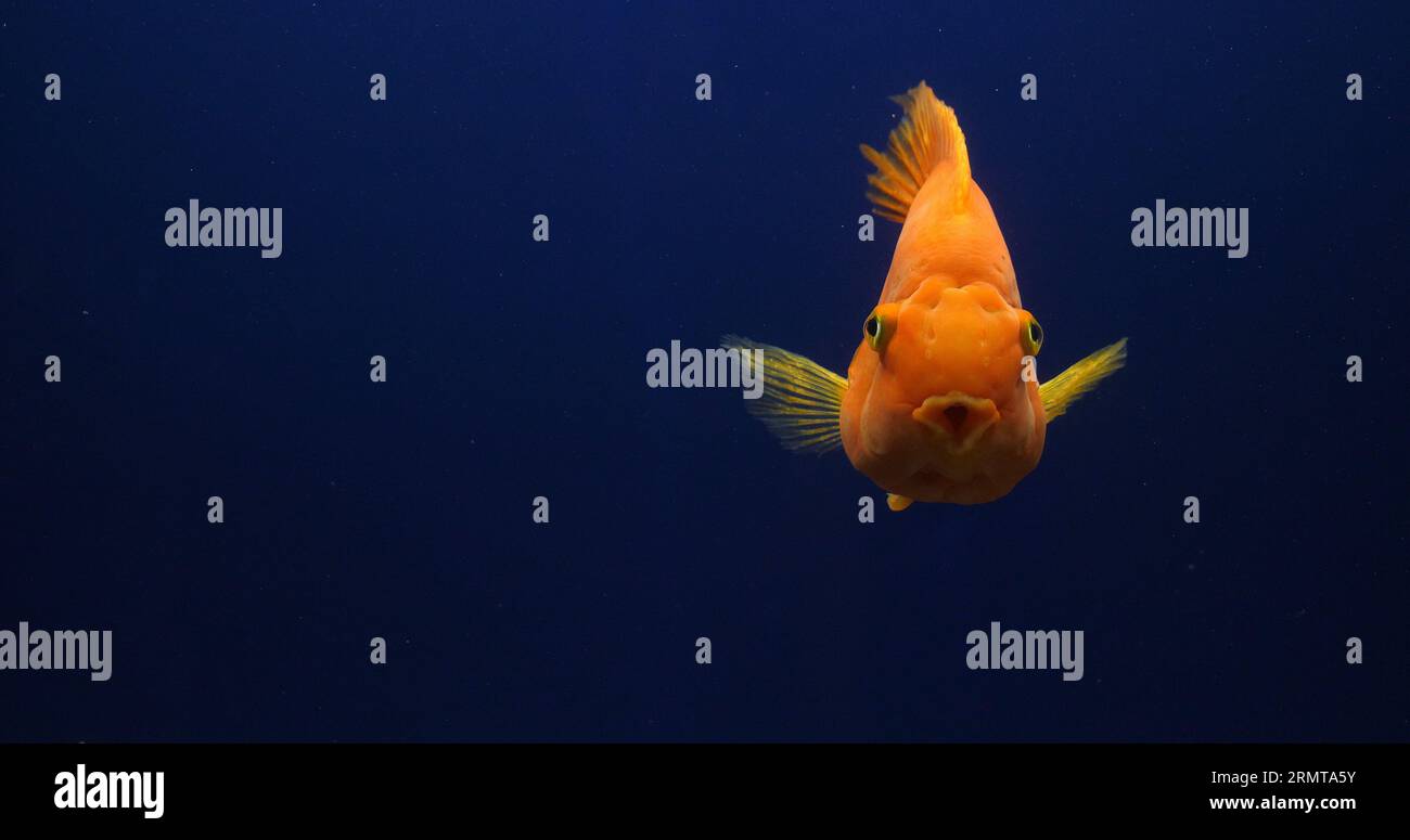 Midas Cichlid, amphilophus citrinellus, Fish swimming in a Freshwater Aquarium Stock Photo - Alamy