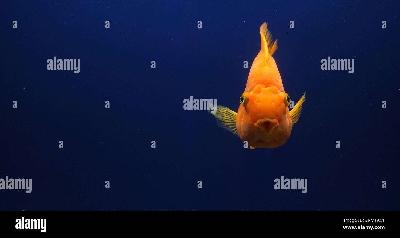 Midas Cichlid, amphilophus citrinellus, Fish swimming in a Freshwater ...