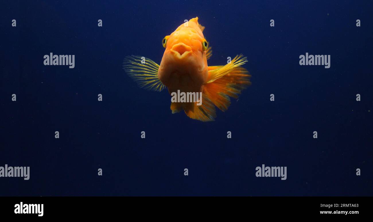 Midas Cichlid, amphilophus citrinellus, Fish swimming in a Freshwater Aquarium Stock Photo - Alamy