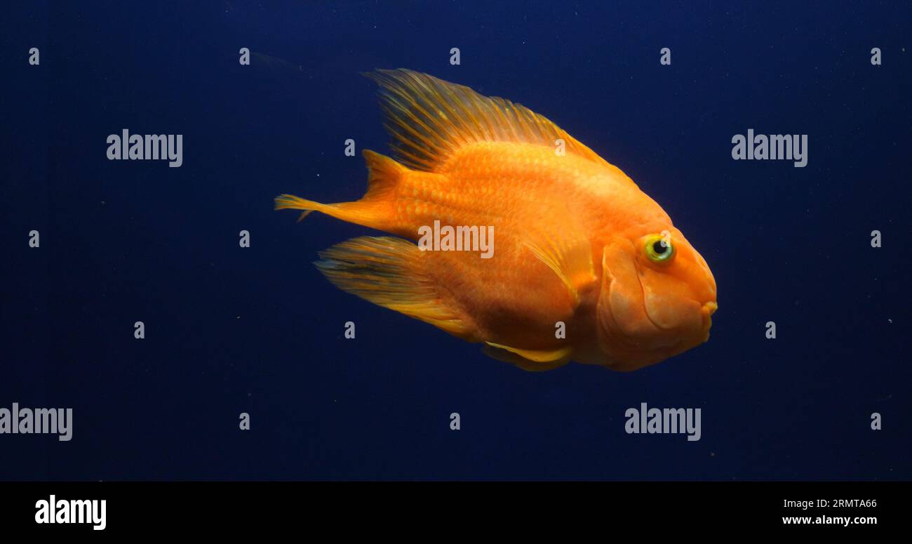 Midas Cichlid, amphilophus citrinellus, Fish swimming in a Freshwater ...