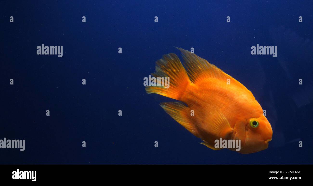 Midas Cichlid, amphilophus citrinellus, Fish swimming in a Freshwater Aquarium Stock Photo - Alamy