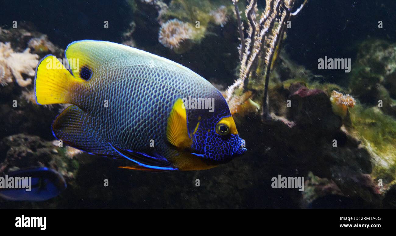 Blueface Angelfish, pomacanthus xanthometopon, Adult near Coral , Fish ...