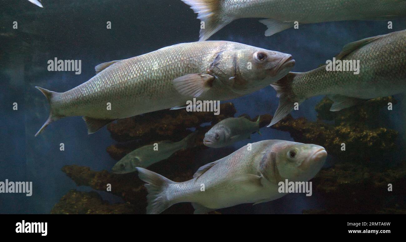 Sea Bass, dicentrarchus labrax, Group Swimming Stock Photo - Alamy
