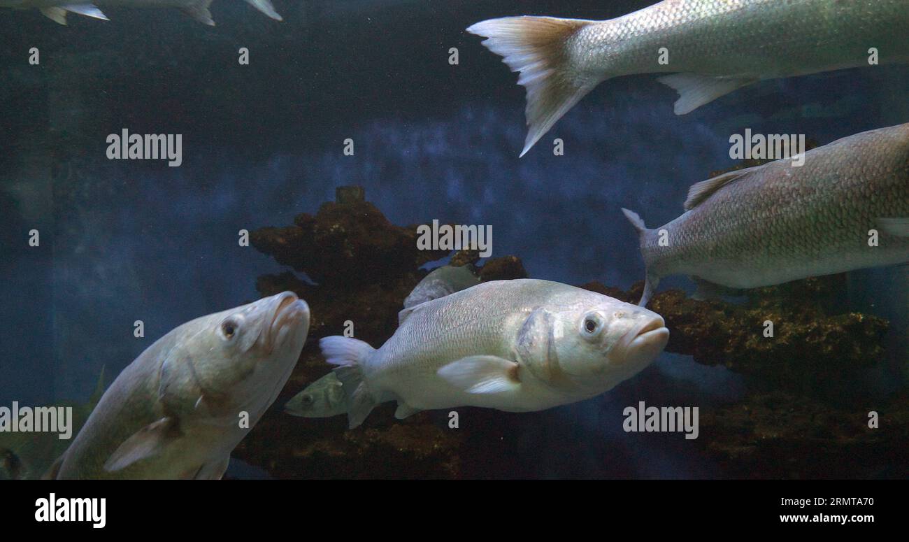 Sea Bass, dicentrarchus labrax, Group Swimming Stock Photo - Alamy