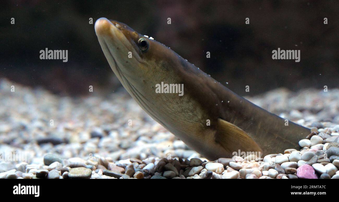 Common Eel or European Eel, anguilla anguilla, Adult buried in the ...
