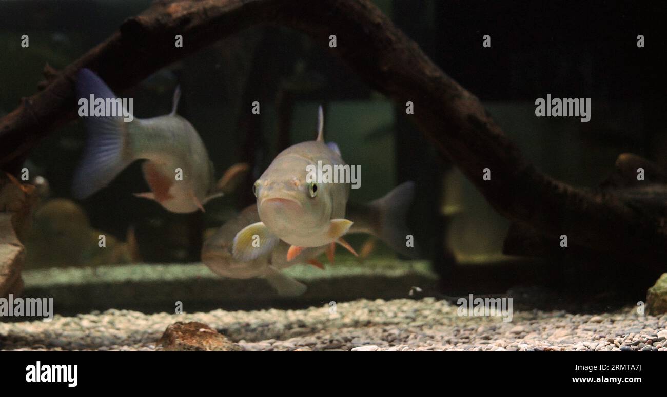Common Dace, leuciscus leuciscus, Adults Swimming Stock Photo - Alamy