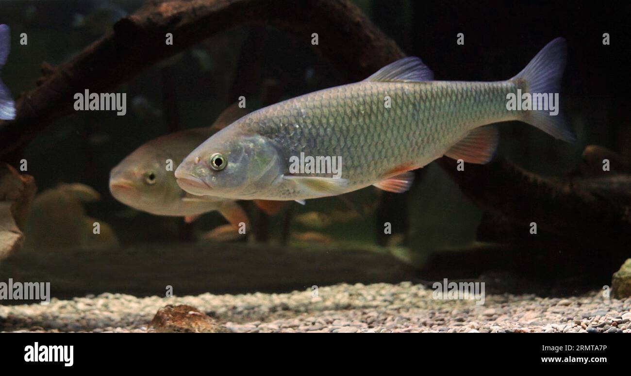 Common Dace, leuciscus leuciscus, Adults Swimming Stock Photo - Alamy