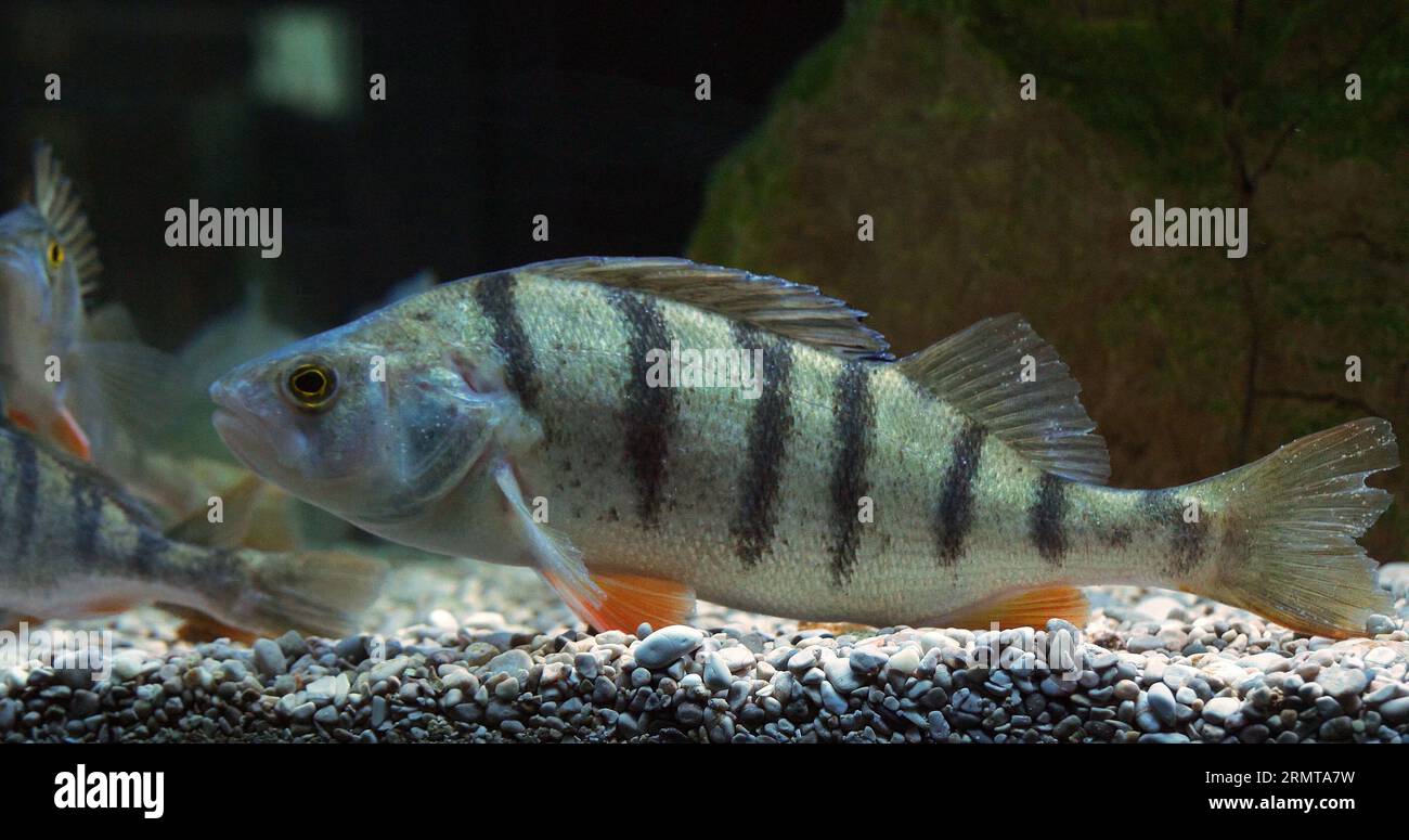 European Perch, perca fluviatilis, Fresh Water Fish Stock Photo - Alamy