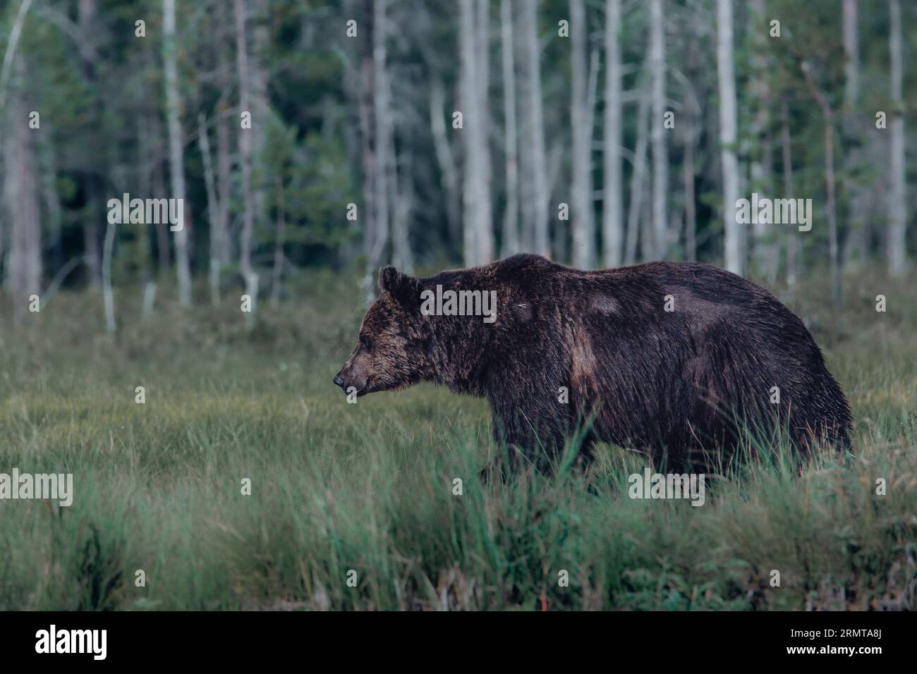 Black bear hide hi-res stock photography and images - Alamy