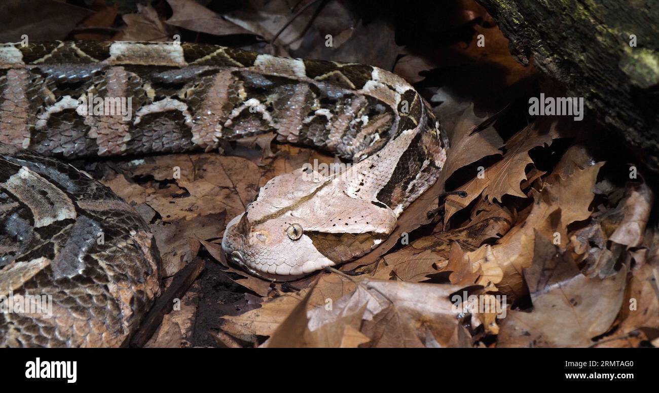 West African Gaboon viper, bitis gabonica rhinoceros, Head of Adult ...