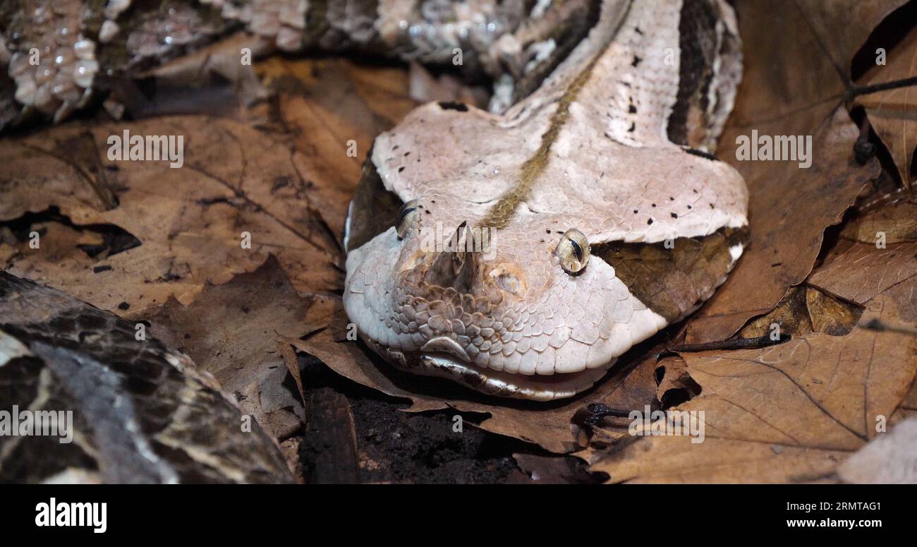 West African Gaboon Viper Bitis Gabonica Rhinoceros