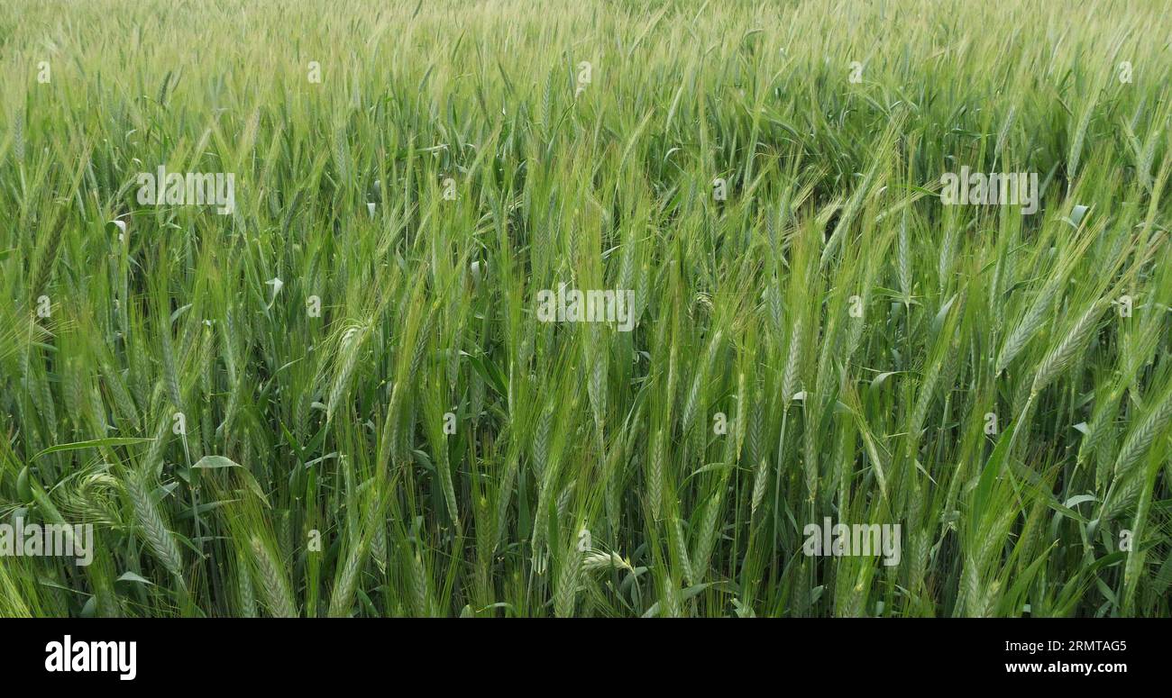 Field of Bearded Wheat, triticum sp., Normandy in France Stock Photo ...