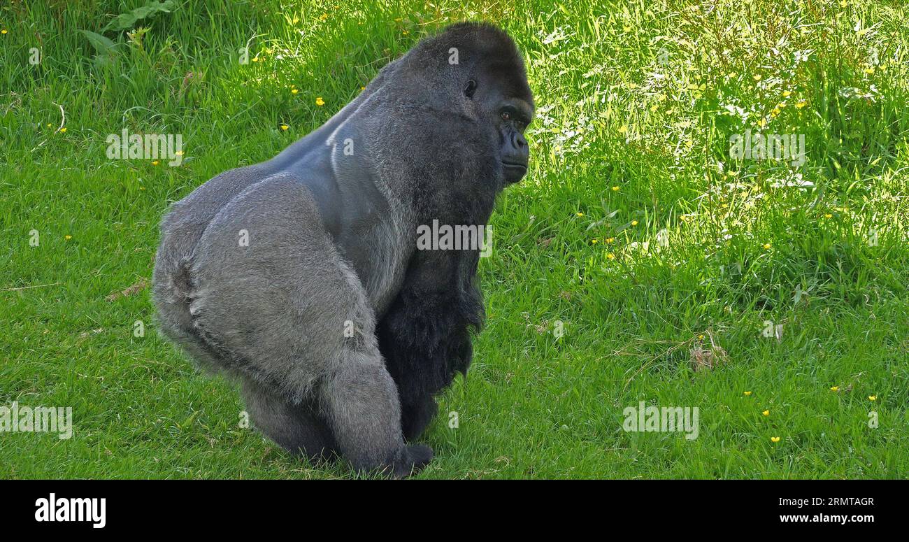 Eastern Lowland Gorilla, gorilla gorilla graueri, Silverback Male ...