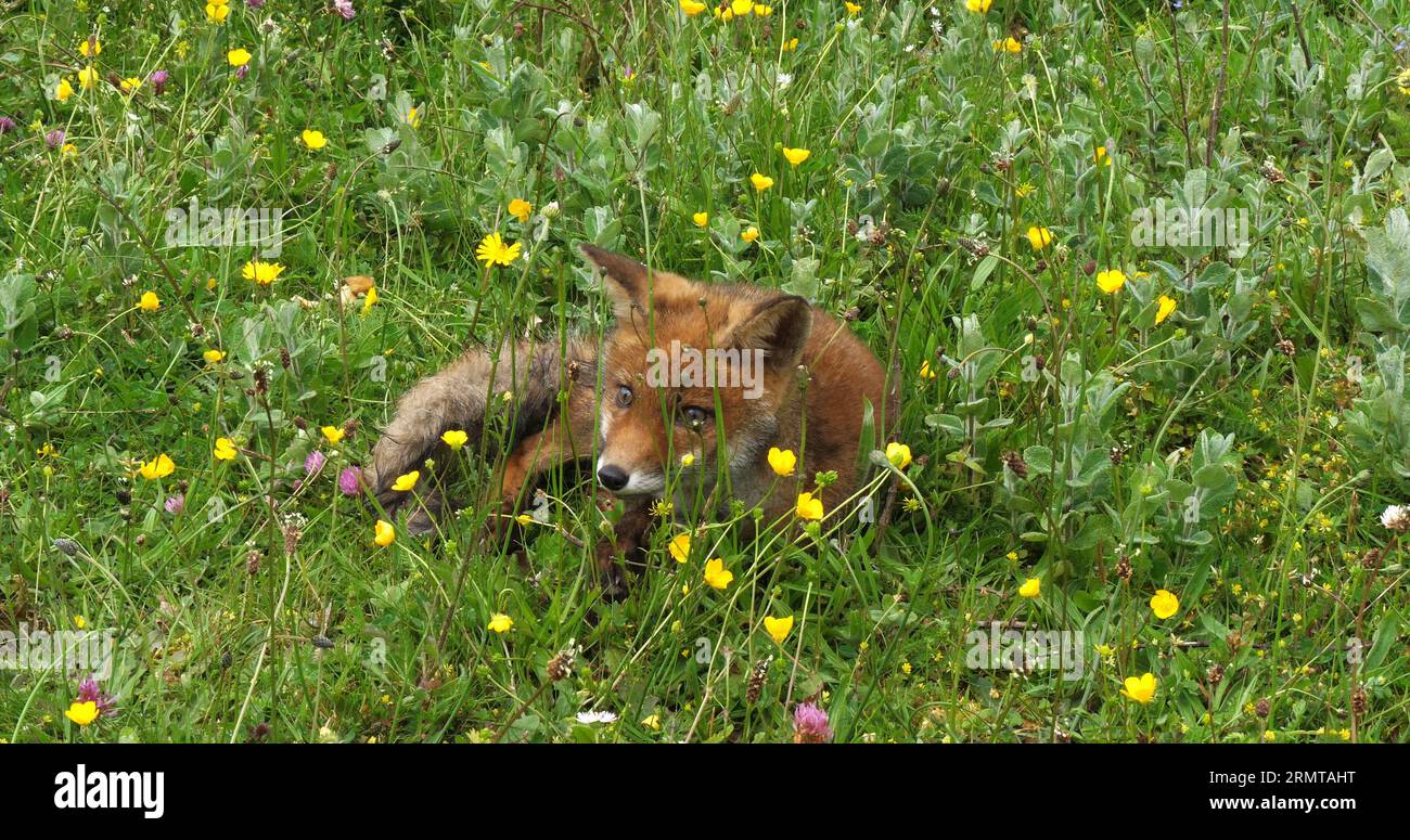 Red Fox, vulpes vulpes, Pup Walking in Meadow with Yellow Flowers, Normandy in France Stock ...