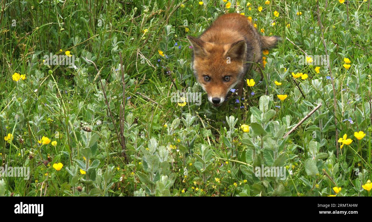 Red Fox, vulpes vulpes, Pup Walking in Meadow with Yellow Flowers ...
