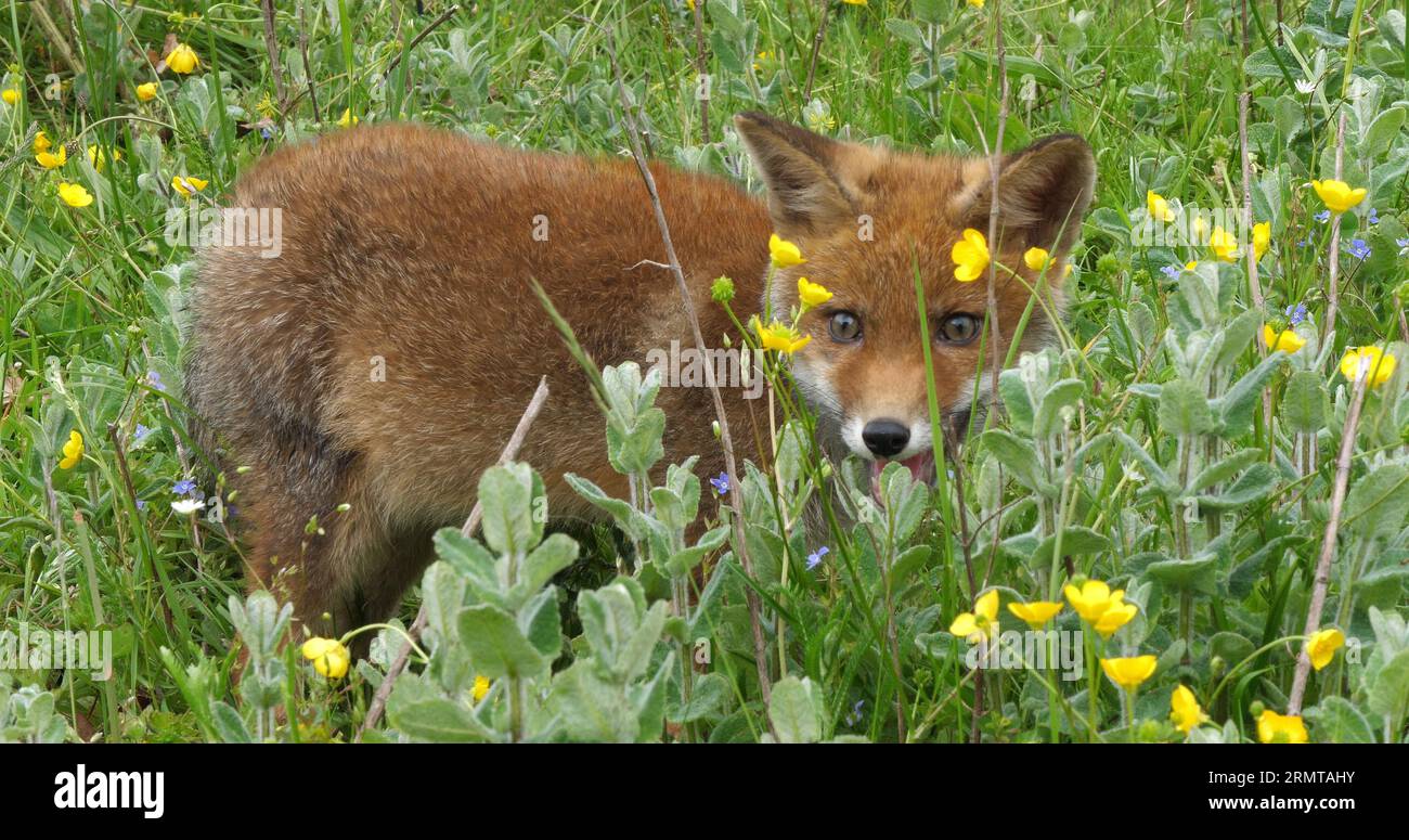 Red Fox, vulpes vulpes, Pup Walking in Meadow with Yellow Flowers ...