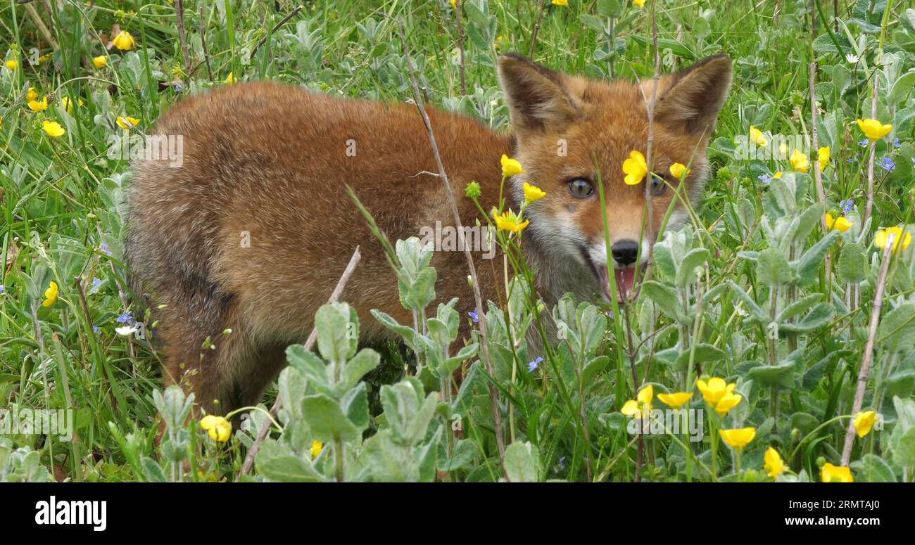 Red Fox, vulpes vulpes, Pup Walking in Meadow with Yellow Flowers, Normandy in France Stock ...