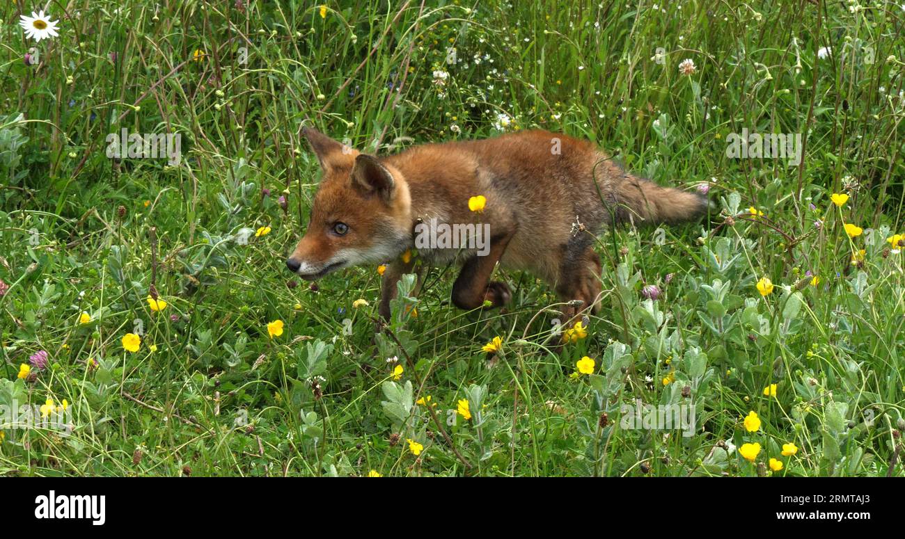 Red Fox, vulpes vulpes, Pup Walking in Meadow with Yellow Flowers ...
