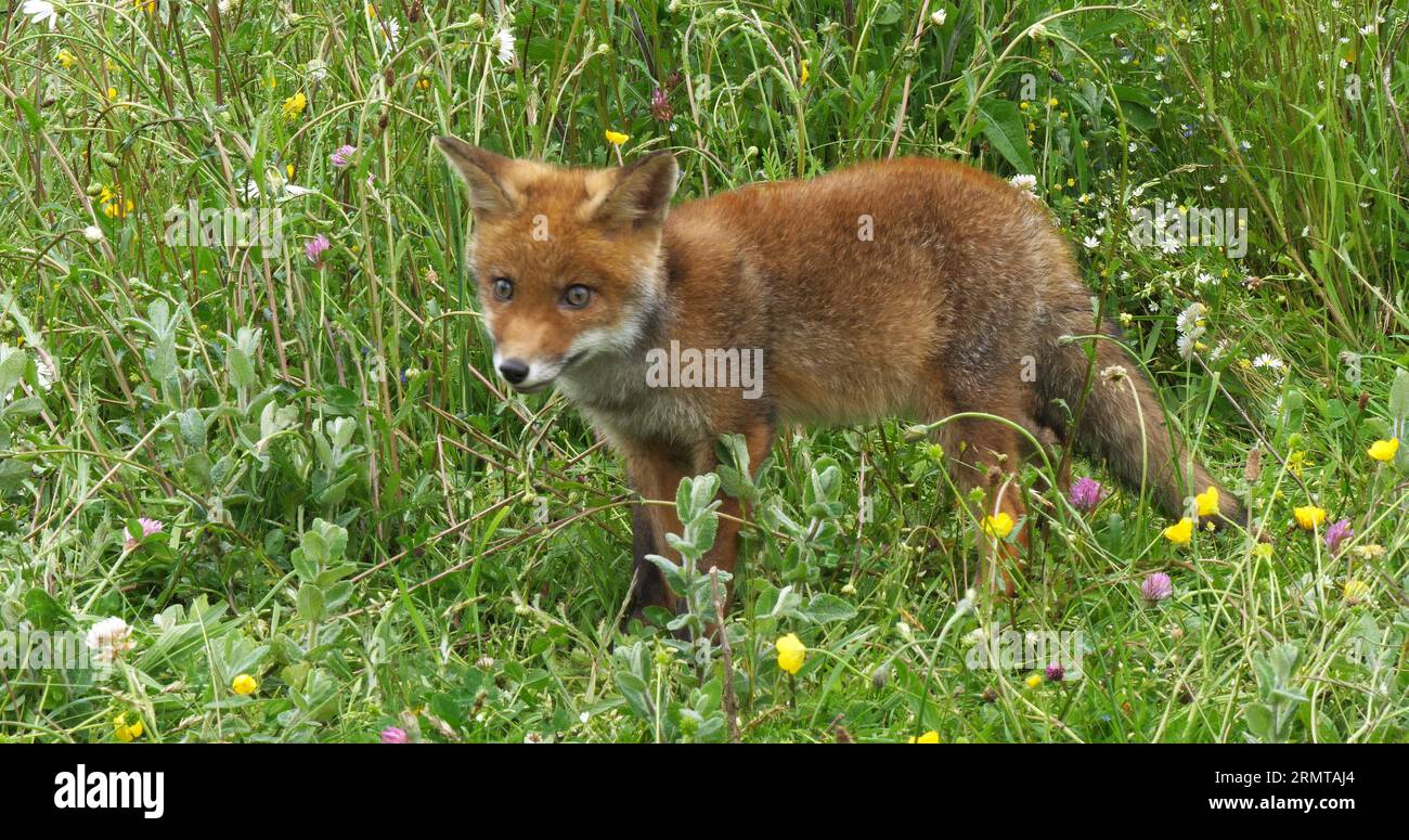 Red Fox, vulpes vulpes, Pup Walking in Meadow with Yellow Flowers, Normandy in France Stock ...