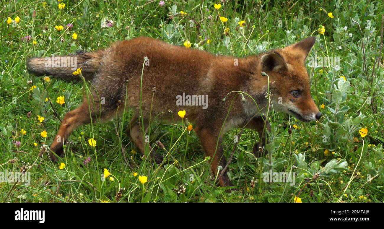 Red Fox, vulpes vulpes, Pup Walking in Meadow with Yellow Flowers ...