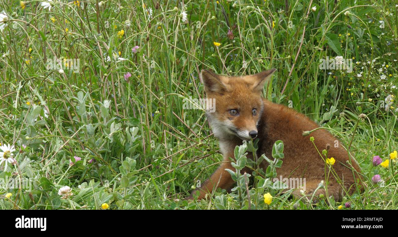 Red Fox, vulpes vulpes, Pup Walking in Meadow with Yellow Flowers ...