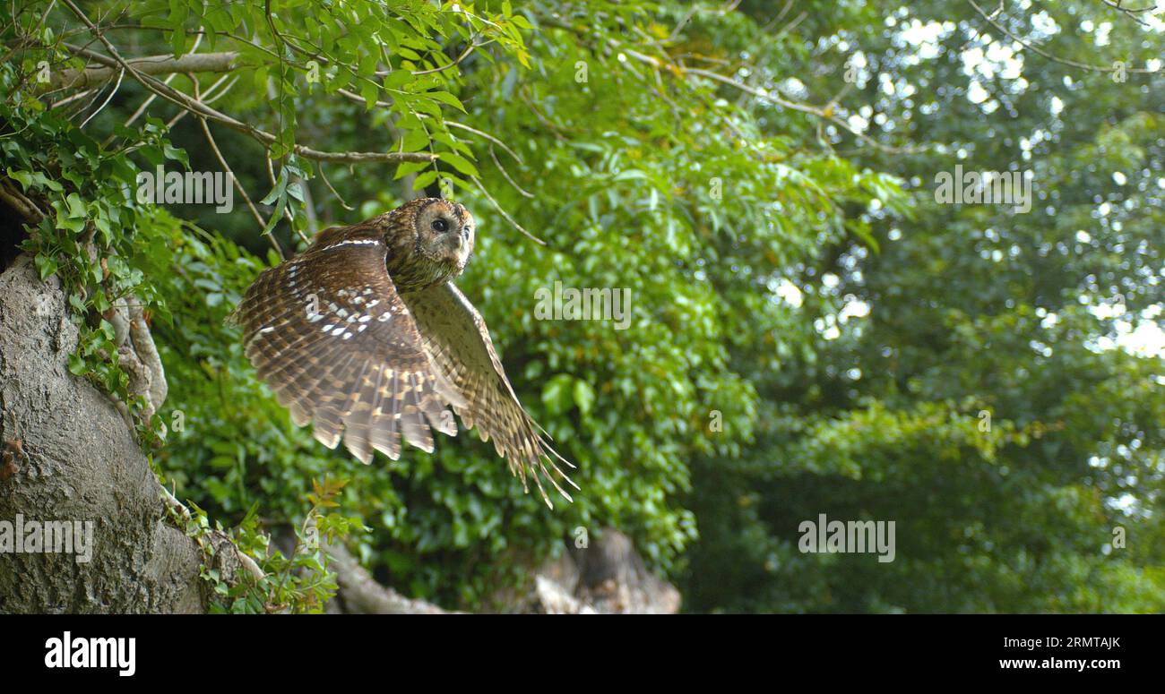 Eurasian Tawny Owl, strix aluco, Adult in Flight, Taking off from Tree ...