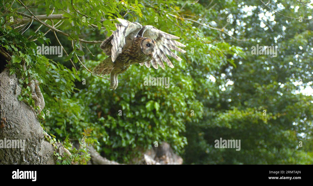 Eurasian Tawny Owl, strix aluco, Adult in Flight, Taking off from Tree ...
