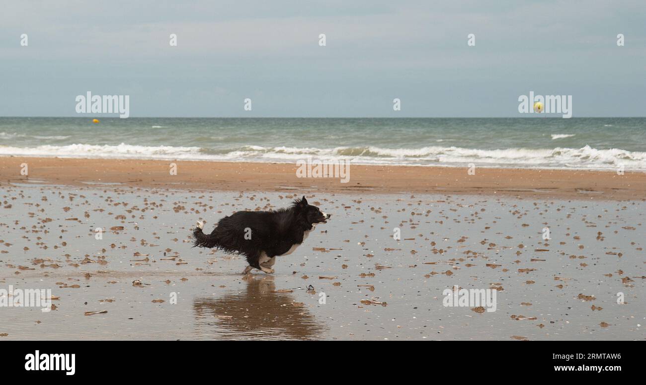 Border Collie Dog, Male Running on the Beach, Normandy Stock Photo - Alamy