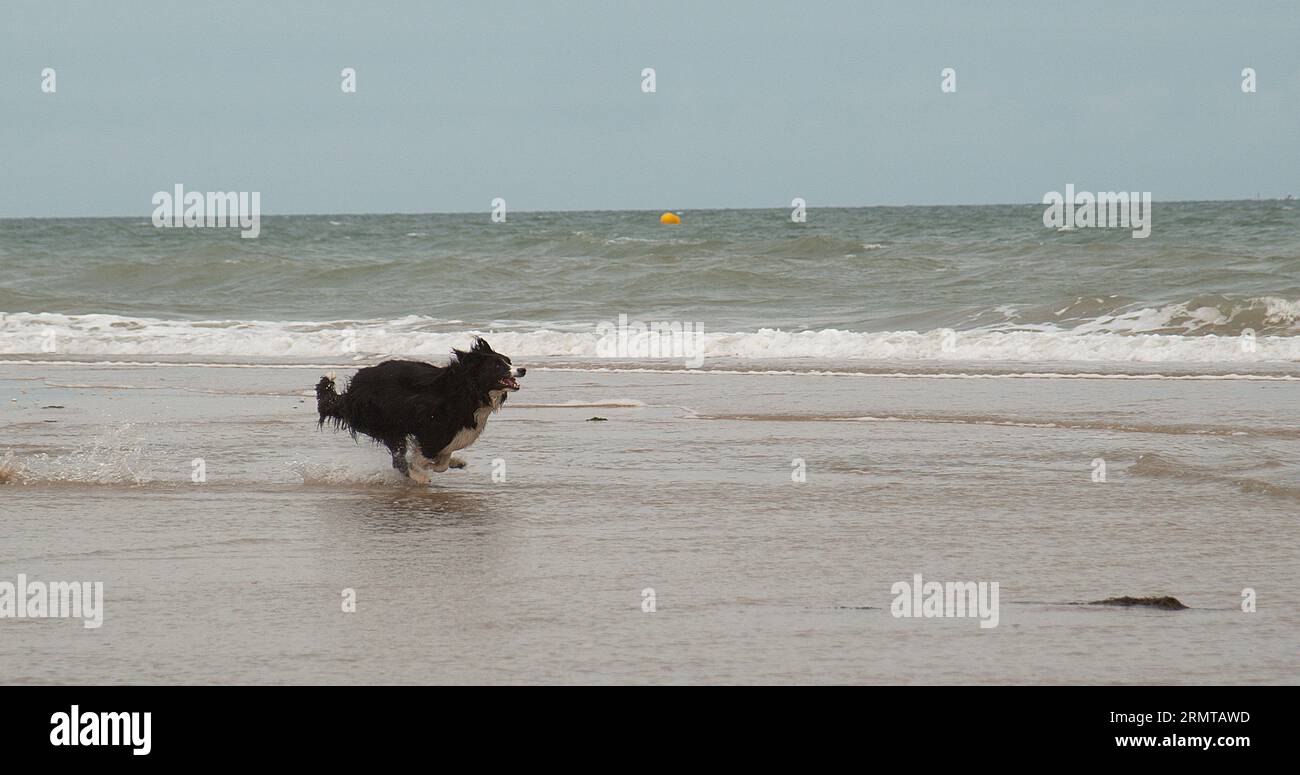 Border Collie Dog, Male Running on the Beach, Normandy Stock Photo - Alamy