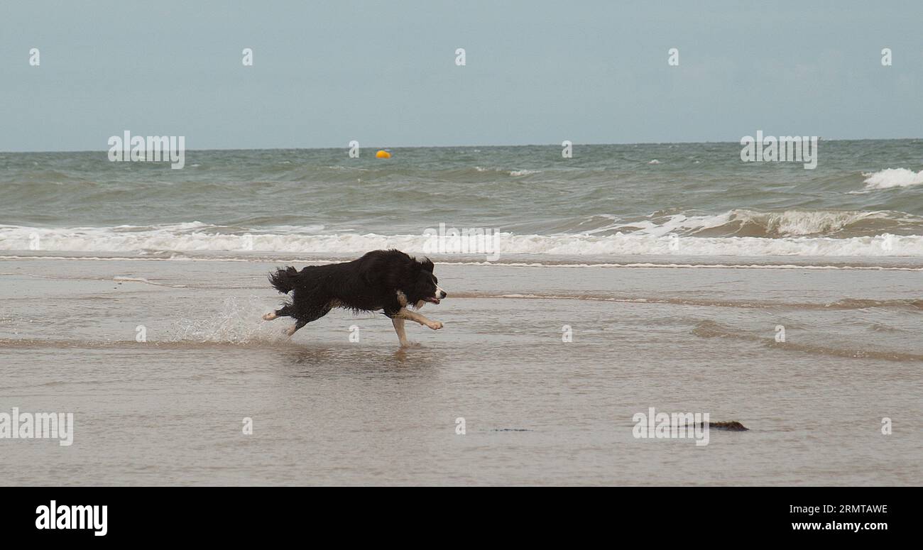 Border Collie Dog, Male Running on the Beach, Normandy Stock Photo - Alamy