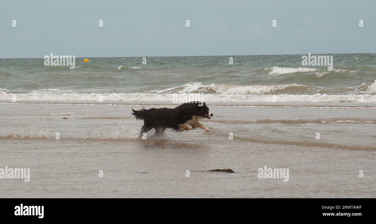 Border Collie Dog, Male Running on the Beach, Normandy Stock Photo - Alamy