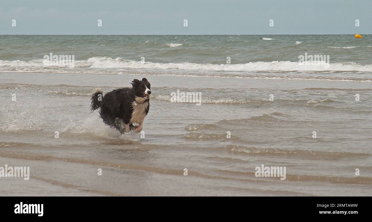 Border Collie Dog, Male Running on the Beach, Normandy Stock Photo - Alamy