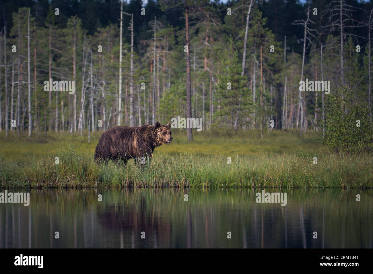 Wild Brown Bears of Northern Europe Stock Photo - Alamy