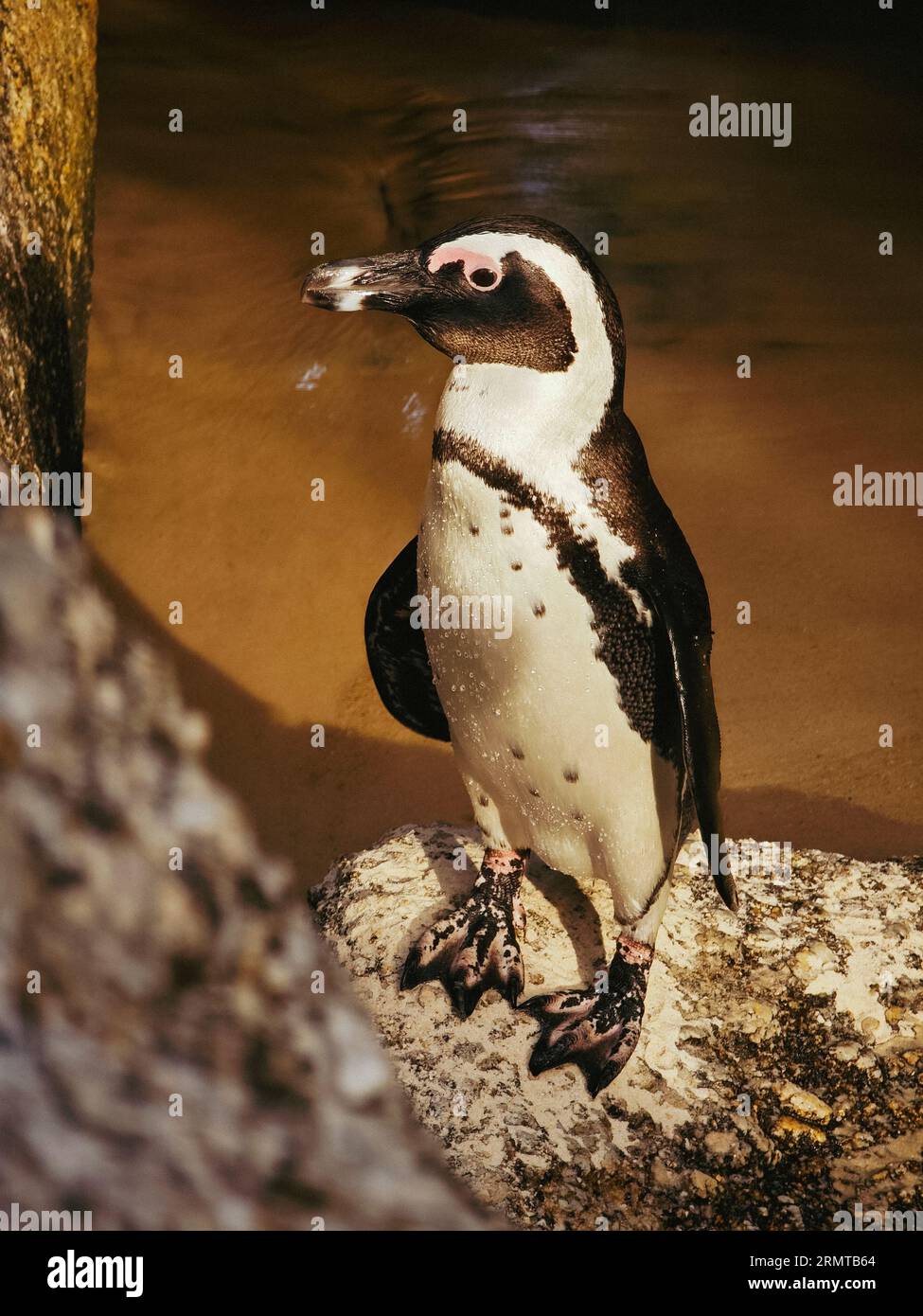 Penguin swimming standing on hi-res stock photography and images - Alamy