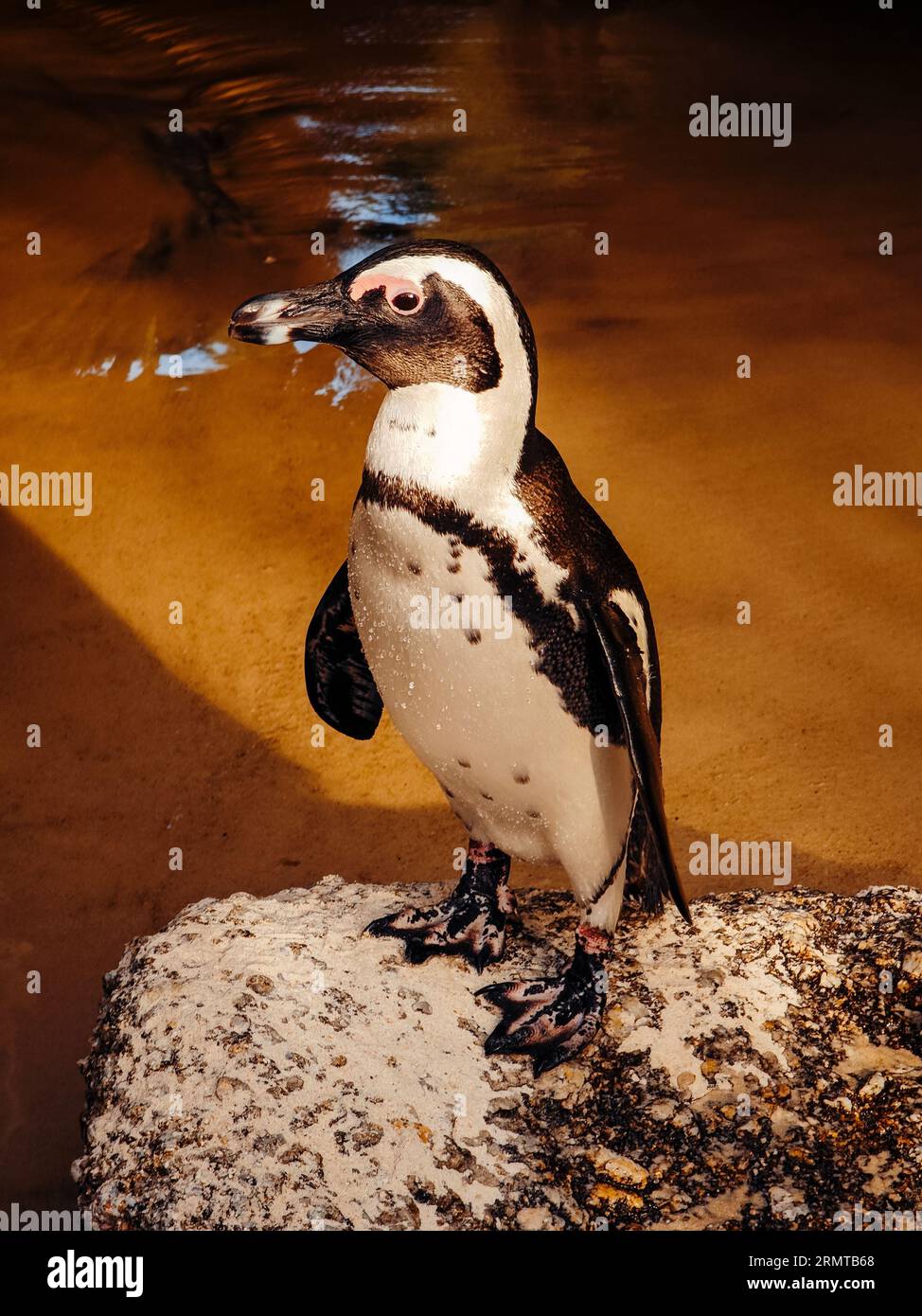 Penguin taking a dive hi-res stock photography and images - Alamy