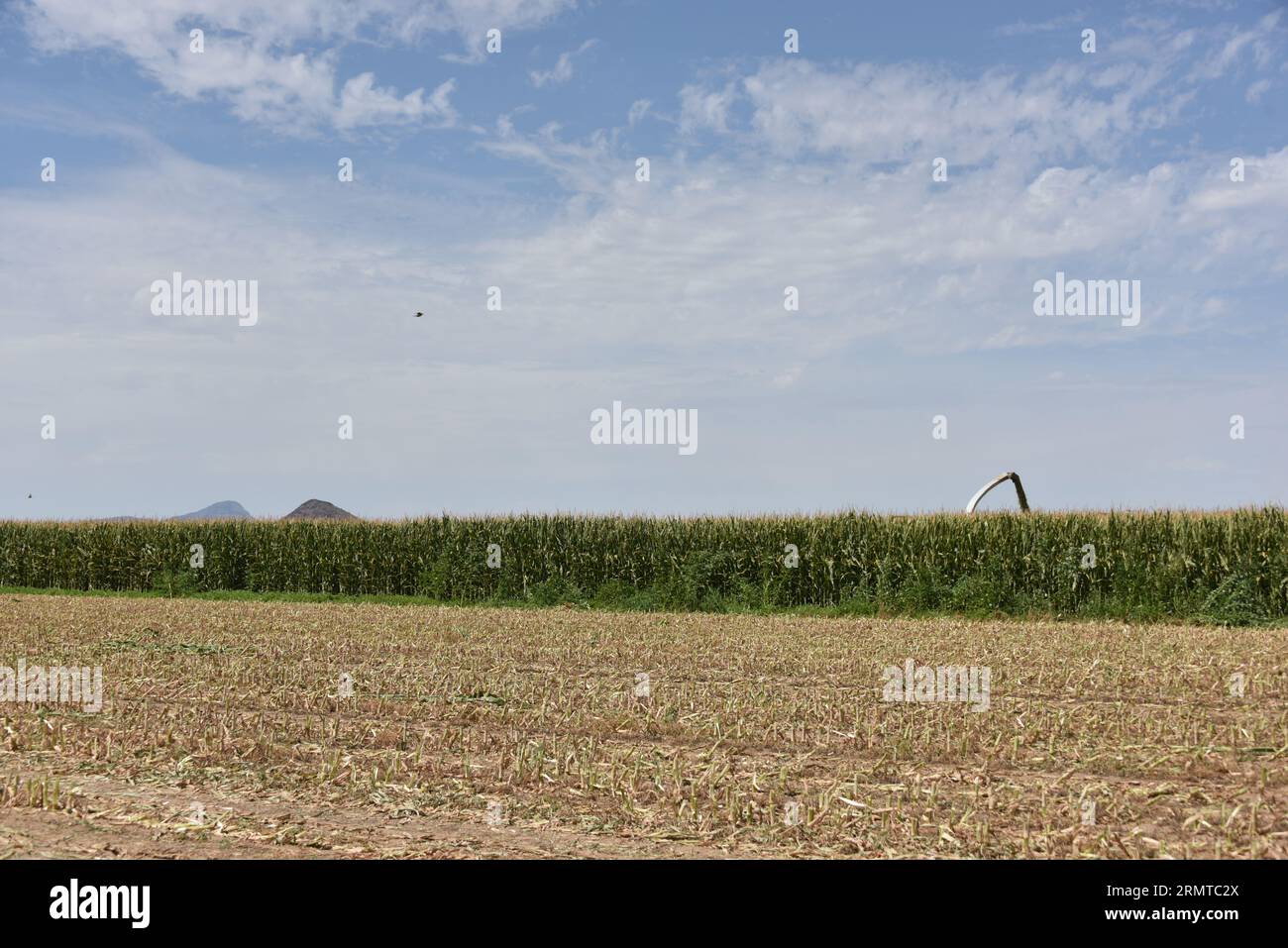 Buckeye, AZ. USA. CLAAS JAGUAR 980 harvester & CRANE TRACTOR harvesting ...