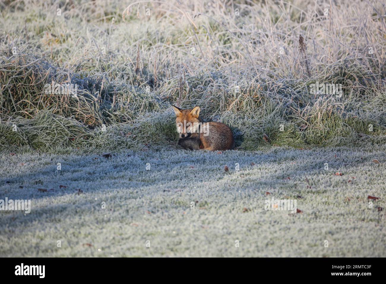 Sleeping red fox in grass hi-res stock photography and images - Alamy