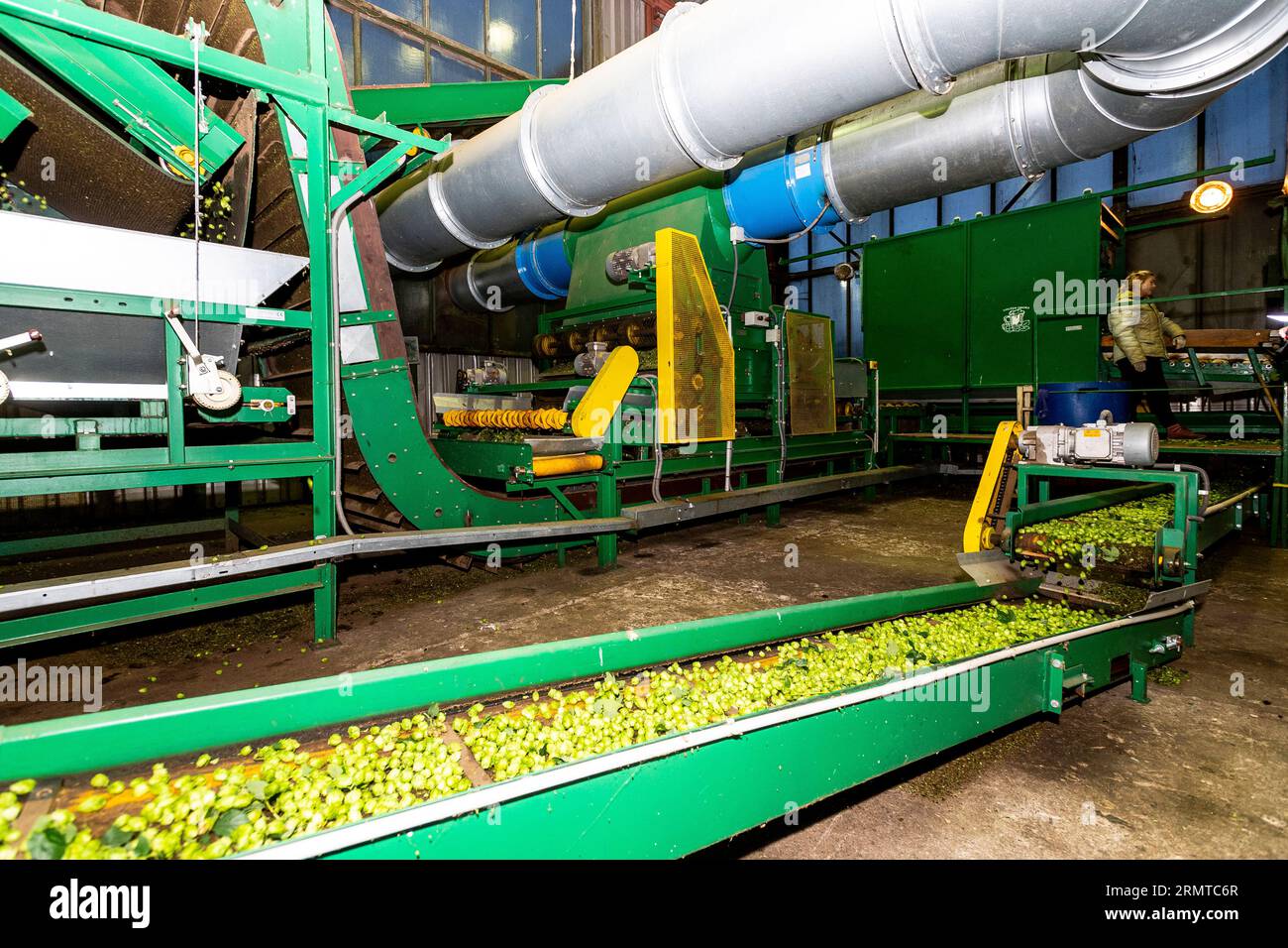 Obora, Czech Republic. 30th Aug, 2023. Hop harvest in hop plant of ...