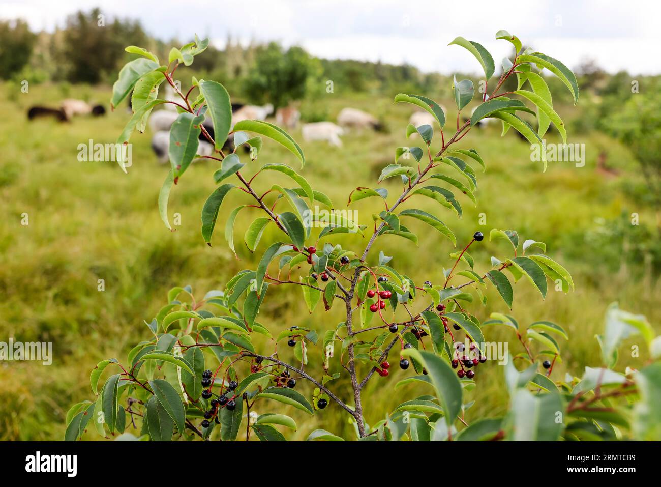 Scrub land plants hi-res stock photography and images - Alamy