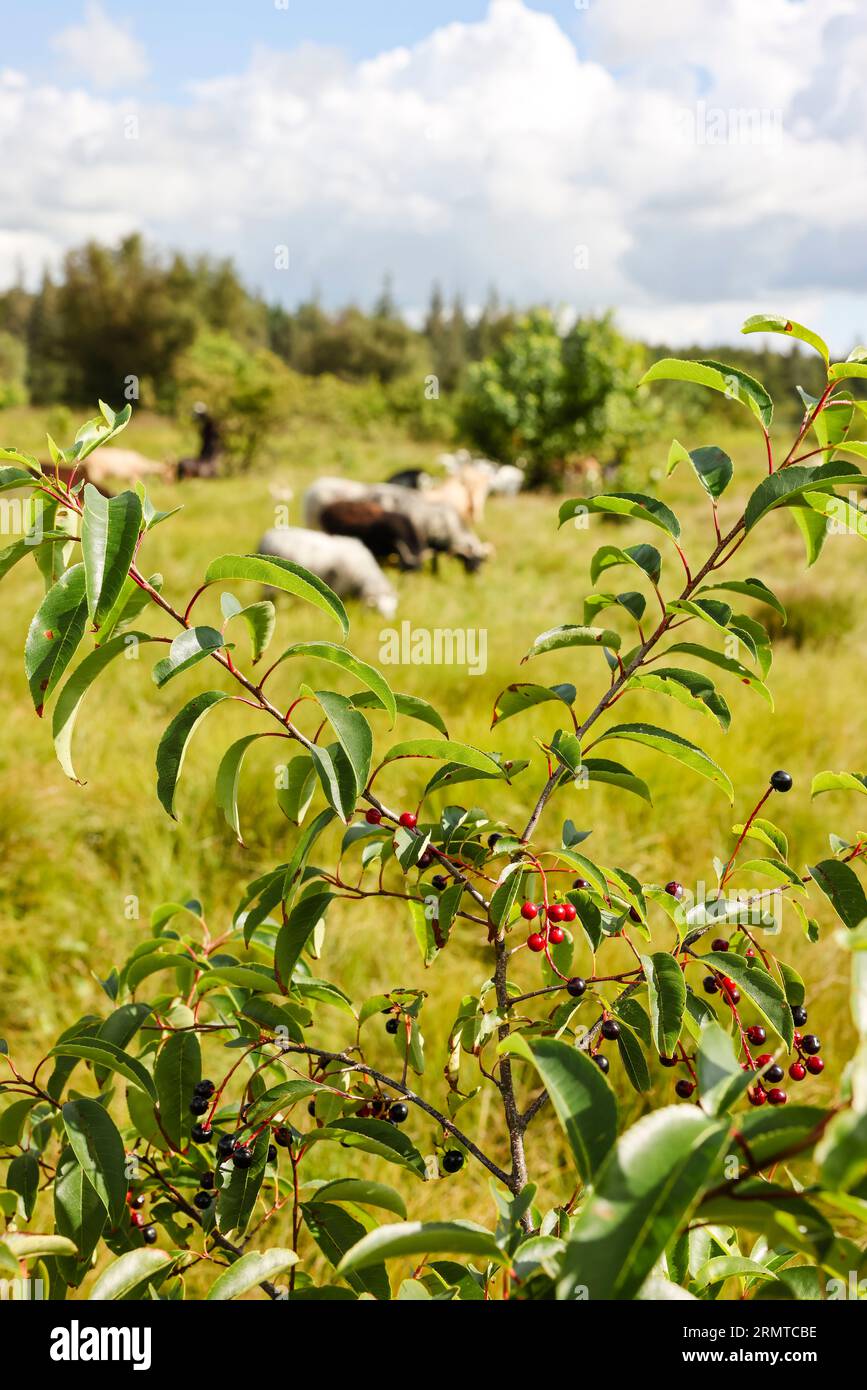 Scrub land plants hi-res stock photography and images - Alamy