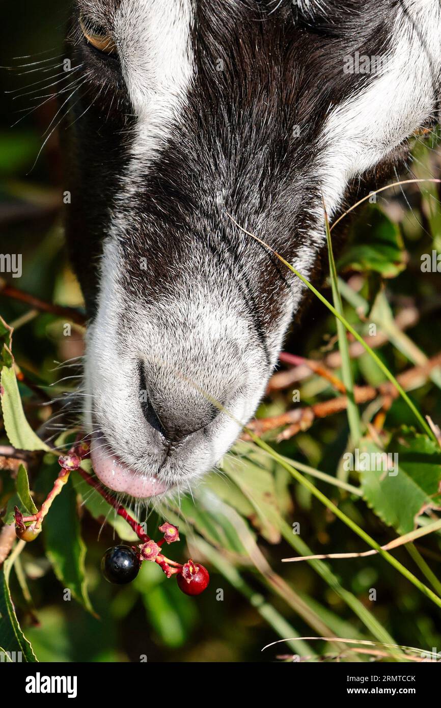 PRODUCTION - 28 August 2023, Schleswig-Holstein, Süderlügum: A goat ...
