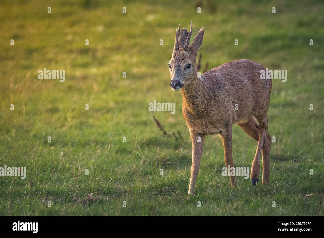 Wild Roe Deer Stock Photo - Alamy