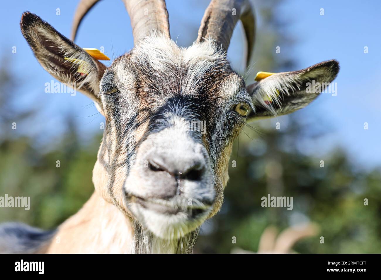 PRODUCTION - 28 August 2023, Schleswig-Holstein, Süderlügum: A goat ...