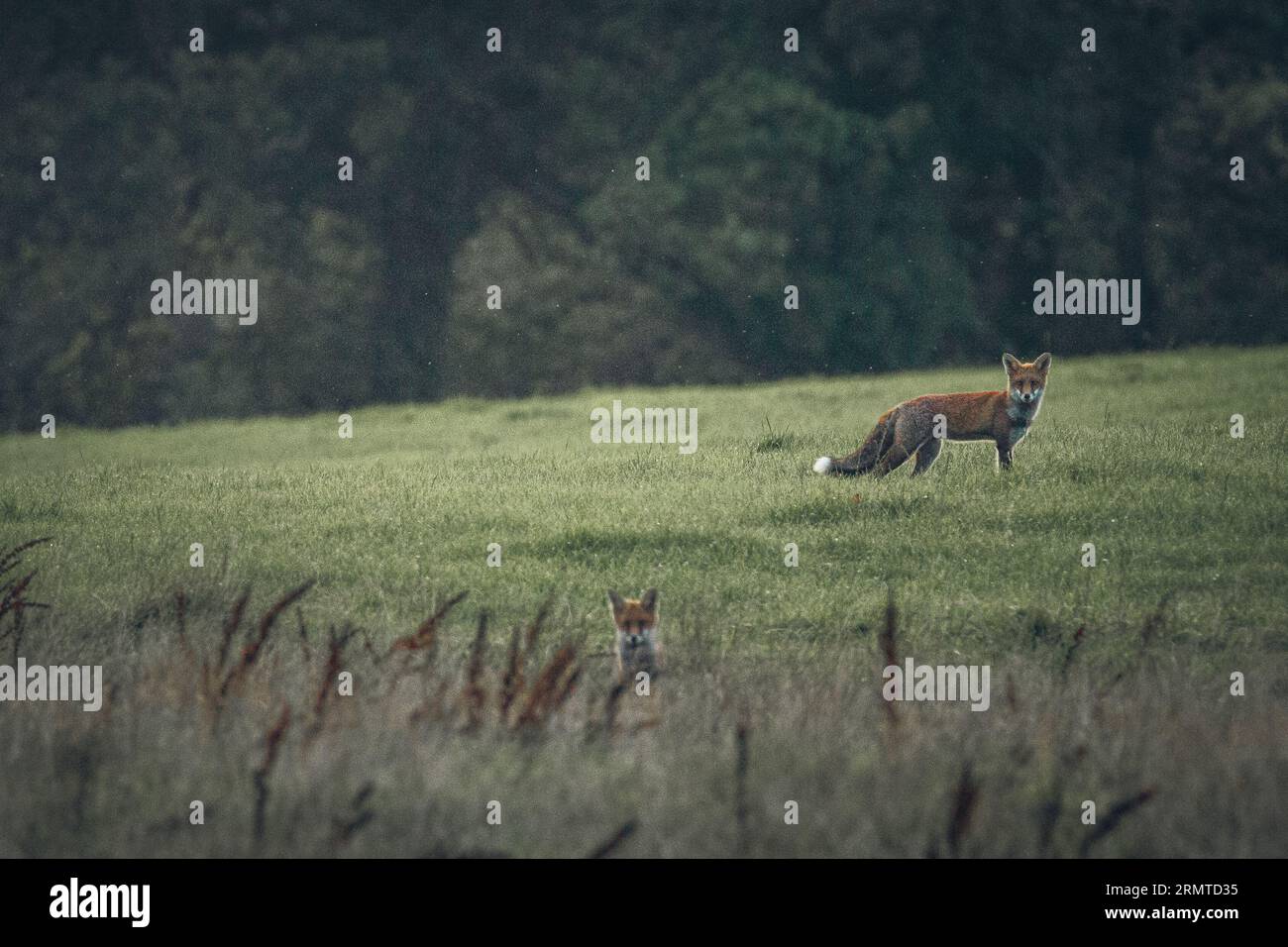 Sleeping red fox in grass hi-res stock photography and images - Alamy