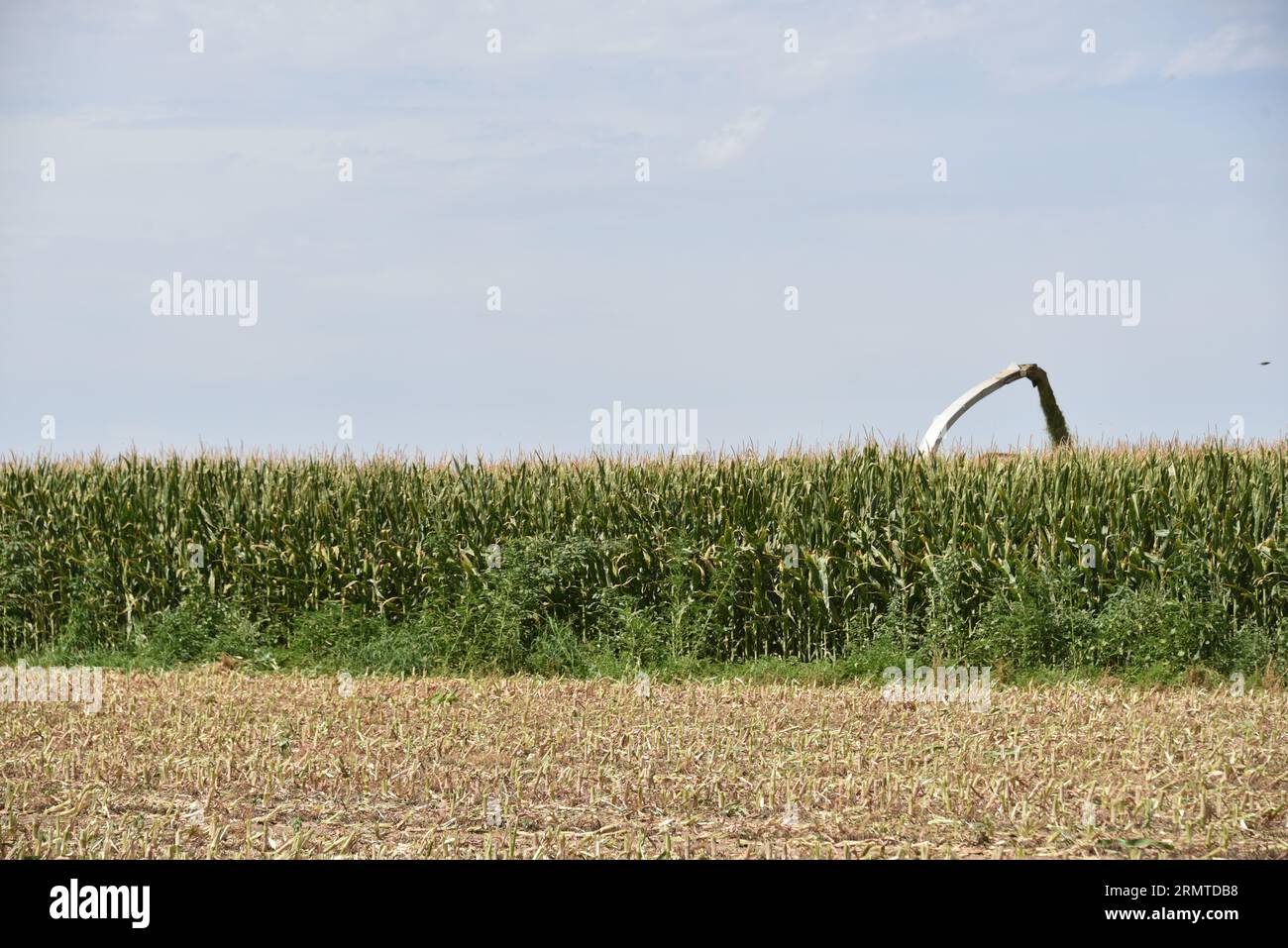Buckeye, AZ. USA. CLAAS JAGUAR 980 harvester & CRANE TRACTOR harvesting ...