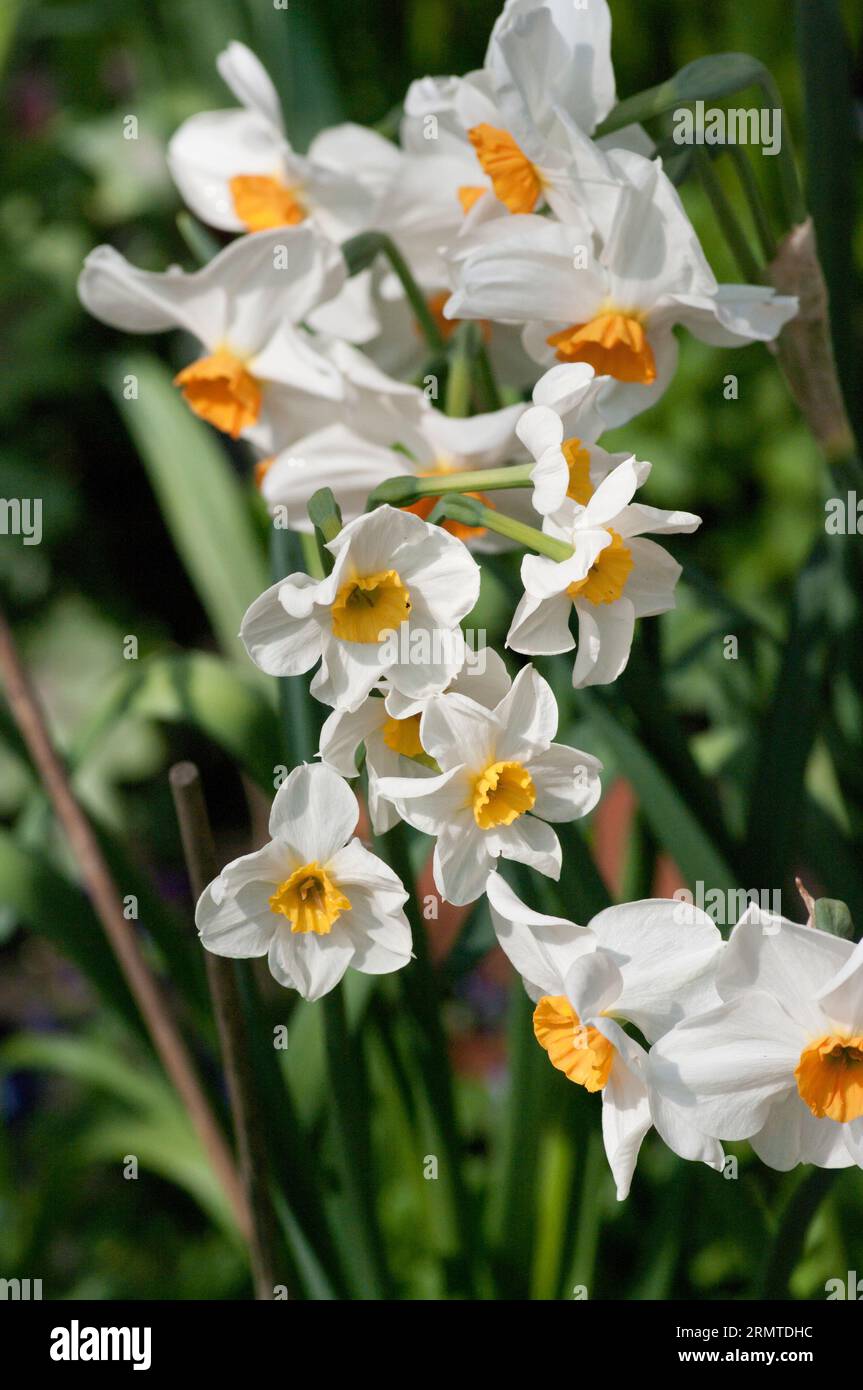 Multi headed daffodils hi-res stock photography and images - Alamy