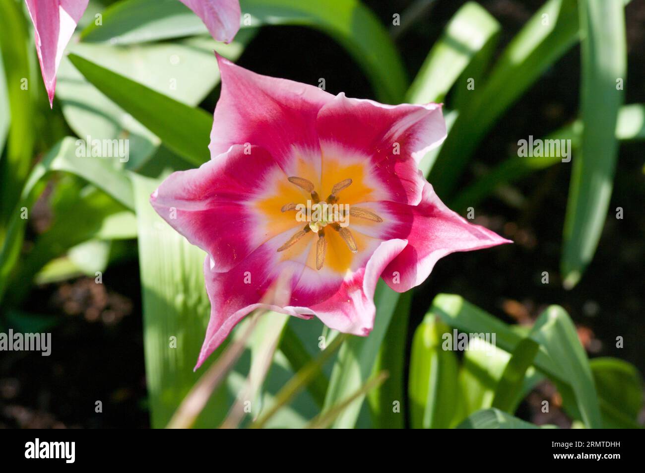 Inside of a tulip hi-res stock photography and images - Alamy
