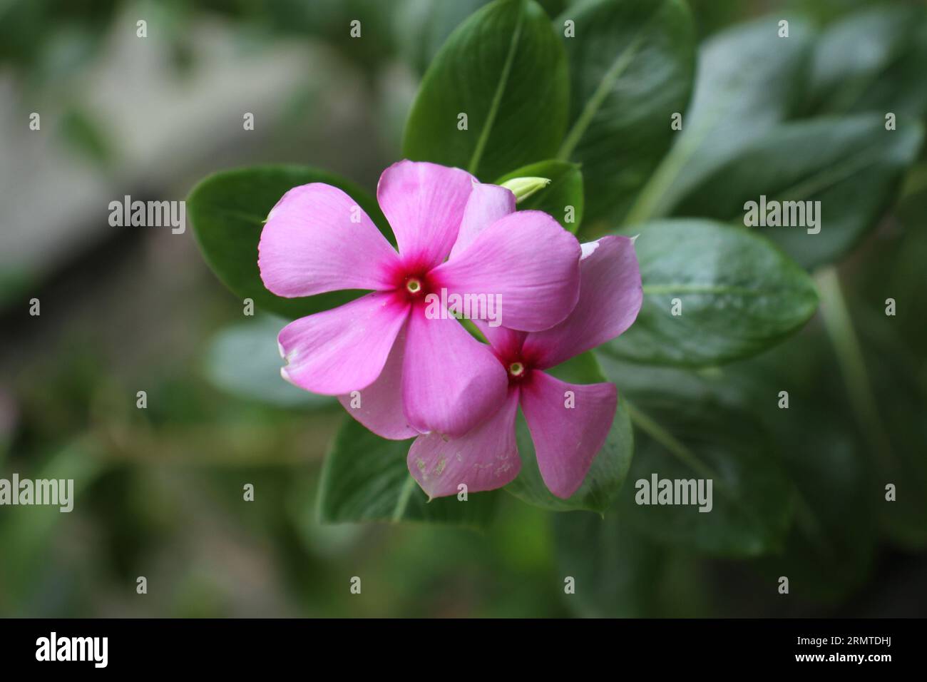The beautiful pink flowers in the garden Stock Photo - Alamy