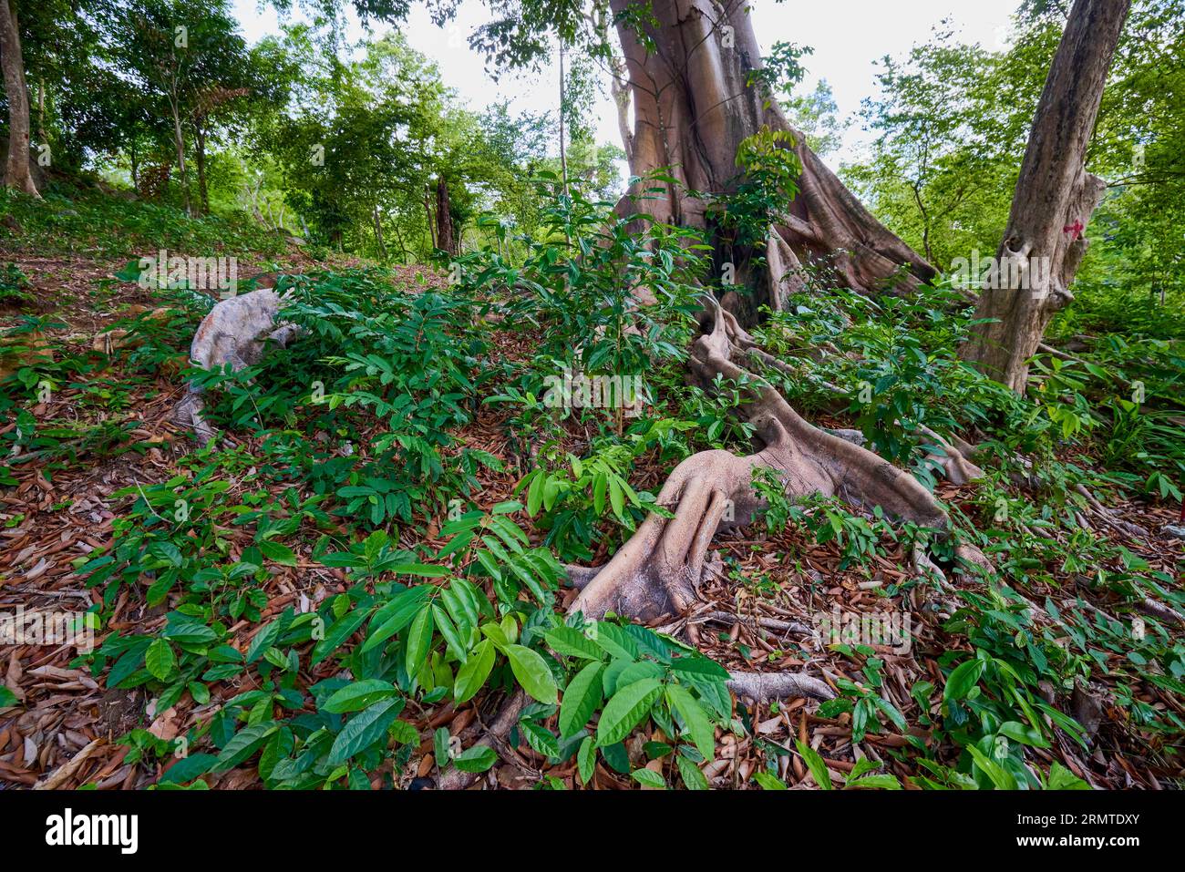 a tree with roots in a forest in Thailand Stock Photo - Alamy