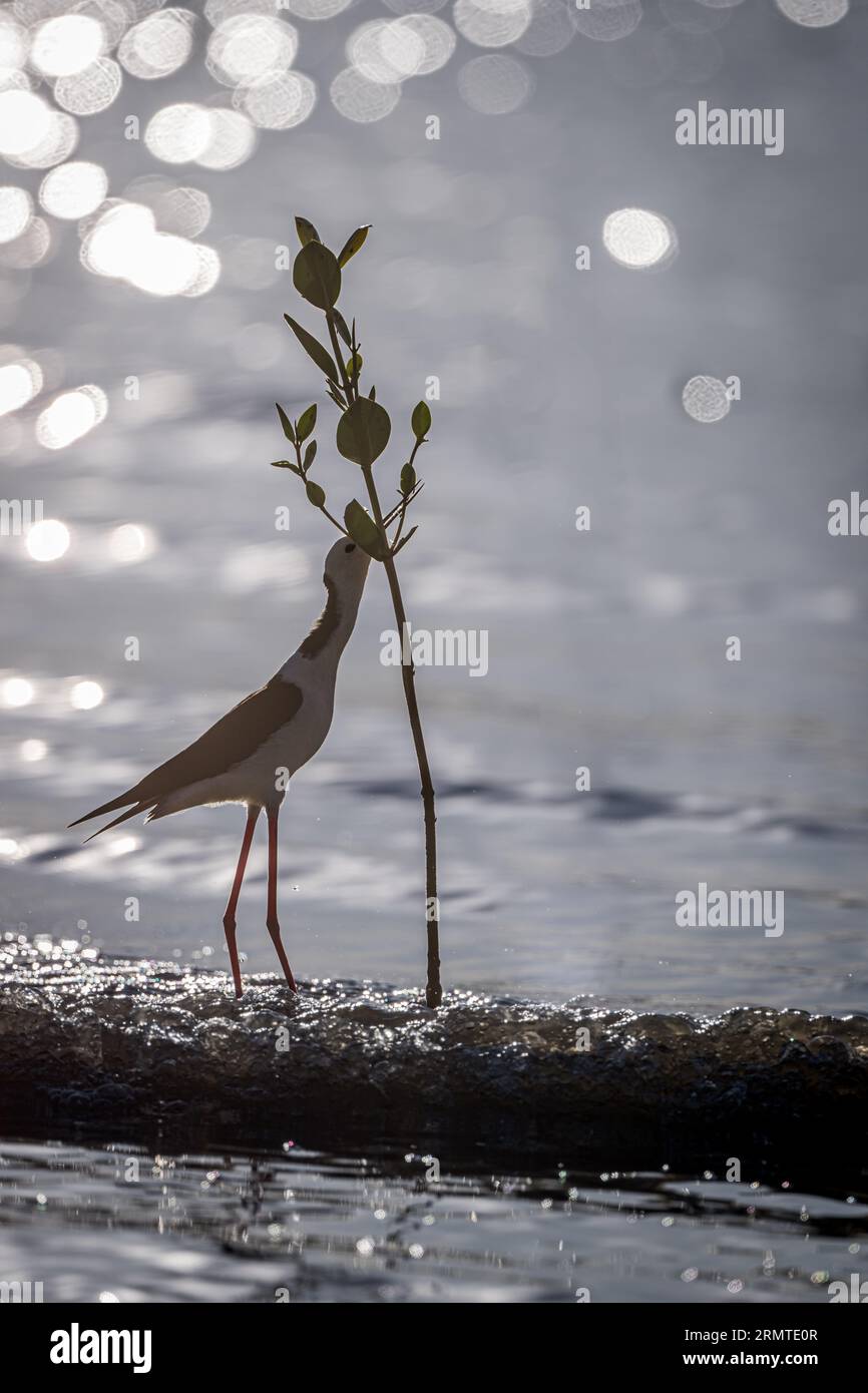 A single Black-winged Stilt with keen eyesight excellent reflexes is ...